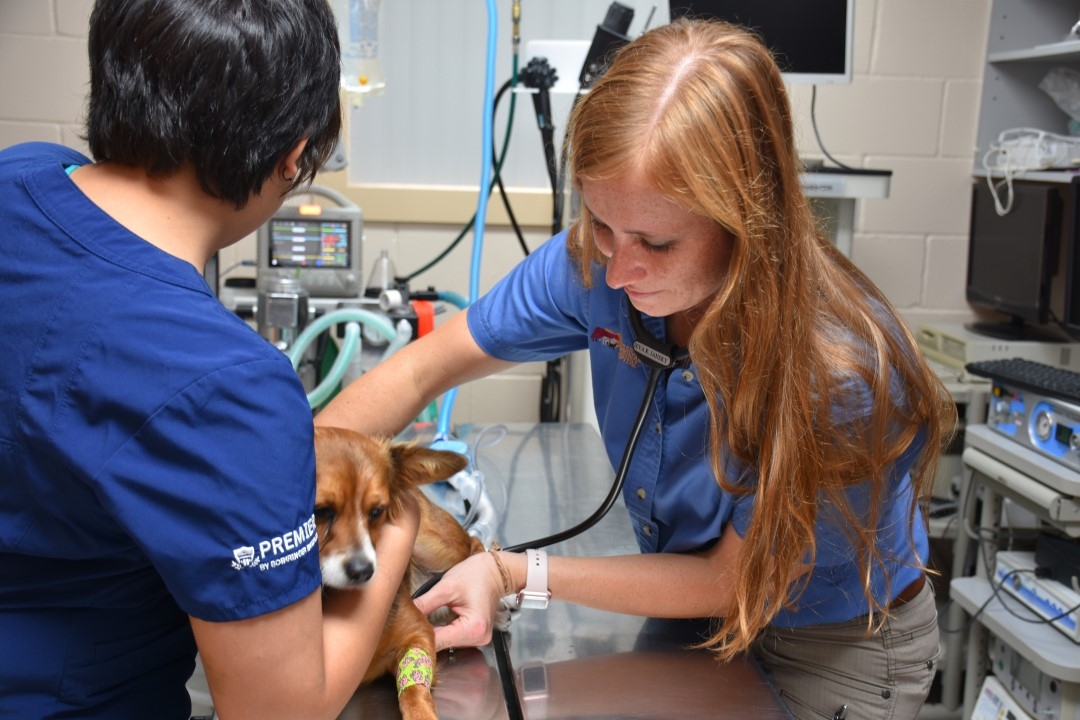 How Digital Veterinary Forms Helped Mission Veterinary Hospital Save 90 ...